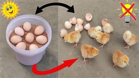 How To Make Incubator At Home Without Electricity Result 99