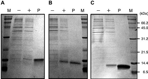 Figure 1 From Functional Analysis Of Two Odorant Binding Protein Genes