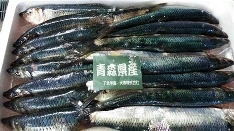 津軽弘前市場 ハマダ海産 昨日のヤリイカに続き、本日は 陸奥湾産「生ニシン」が入荷となりました♪