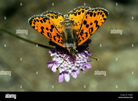 Phylum Arthropoda Classes