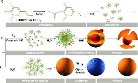 Schematic Representation Of Lignin Acetylation The Microparticle Download Scientific Diagram