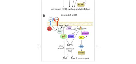 Schematic Of Pi3k Signaling In Hematopoietic Stem Cells Hscs A And Download Scientific