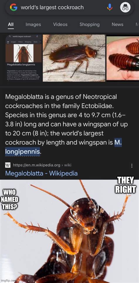 Memes About Cockroaches The Cockroaches Guide To Staying In The