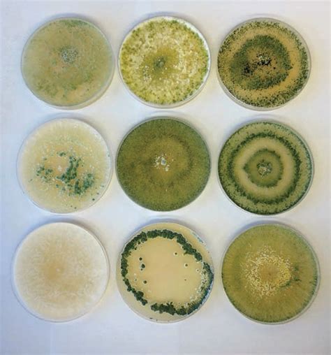 Nz Farm Forestry Trichoderma Research Shows Great Promise
