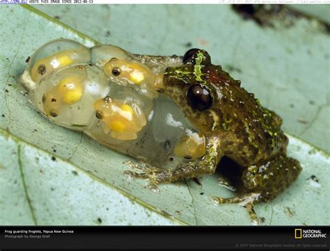 Pic Frog Froglets Guarding 150498b Frog Guarding Froglets