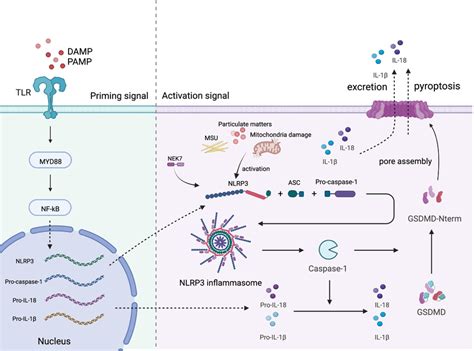 Activation Of Nlrp3 Inflammasome The Activation Of Nlrp3 Inflammasome