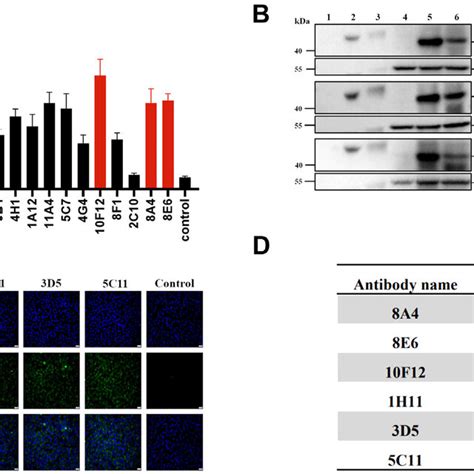 Screening Of Hybridoma Cells A Mabs Marked In Red With High