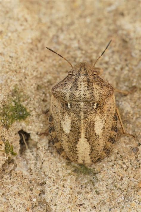 Closeup On An Adult Brown Tortoise Shield Bug Eurgygaster Testudinaria Closeup On An Adult Brown Tortoise Shield Bug Eurgygaster Testudinaria