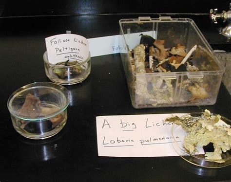 Bio Practical 2 Flashcards Quizlet