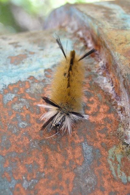 Banded Tussock Moth Caterpillar