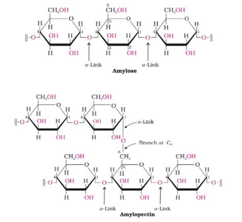Cellulose Vs Starch Structure Polysaccharides Formation Types