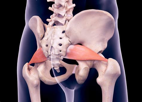 52 Facts About Piriformis Syndrome