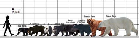 Bears Speciessize Comparison By Dani677566 On Deviantart