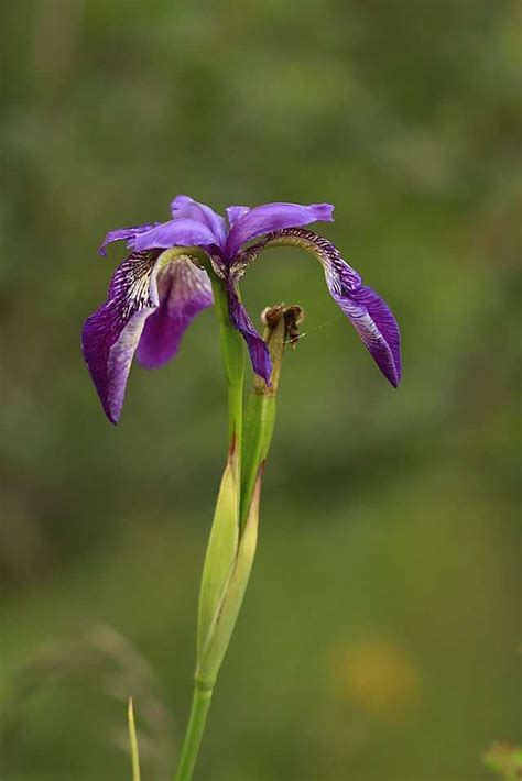 Iris Clarkei Wikiwand