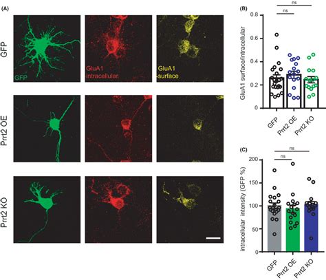Immunofluorescence Intensities Of Surface And Intracellular Glua1 A