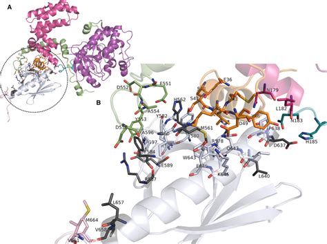 Interdomain Interactions Of Grk2 Ph Domain A Interaction Of Ph