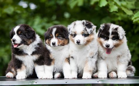 Mini Aussie Shepherd Puppies Copper Creek Aussies