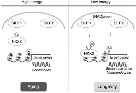 4 Sirtuin Pathways In The Regulation Of Organismal Longevity Selected
