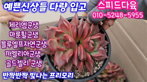 24102 🌹반짝반짝 빛나는 프리모리 체리엠군생 마룬힐군생 블루엘프자연군생 까멜리아군생 골드젤리군생🌹자리빼기 인동분🌹스피드다육 010 5248 5955 전국택배 유료광고