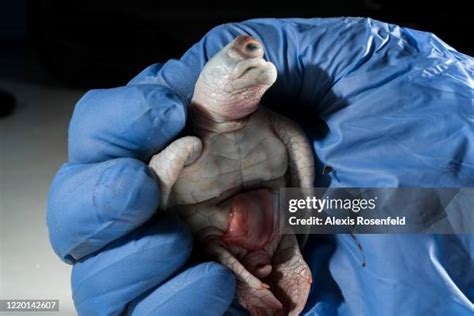 Dead Turtle Photos And Premium High Res Pictures Getty Images