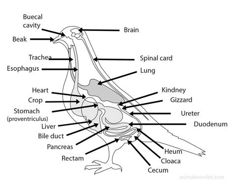 The Ultimate Guide To Understanding Bird Anatomy Diagrams