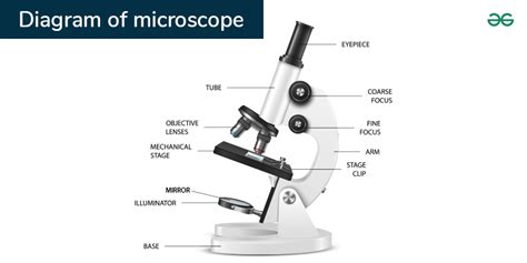 Simple Microscope Diagram And Functions