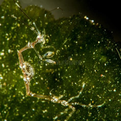 Skeleton Shrimp Closeup Stock Image Image Of Full Close 220905765