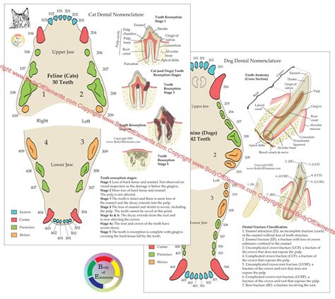 Cat Teeth Root Anatomy