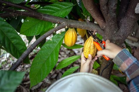 Premium Photo Cocoa Farmer Uses Pruning Shears To Cut The Cocoa Pods
