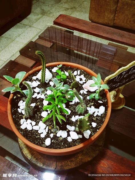 盆栽植物摄影图 花草 生物世界 摄影图库 昵图网