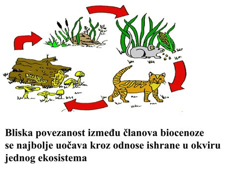Lanac Ishrane I Trofička Piramida Ppt
