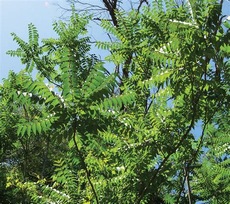 Tree Of Heaven Sydney Weeds Network