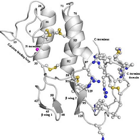 Calcium Binding Analysis The Calcium Binding Loop Residues And The