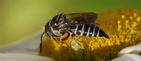 Cuckoo Bees