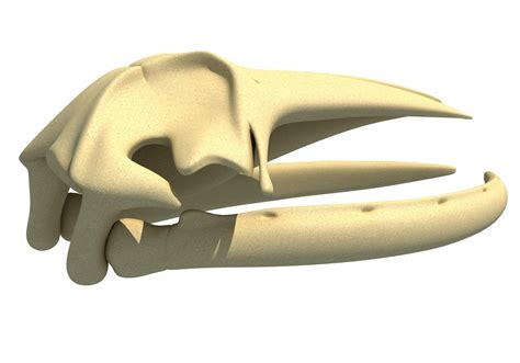 Humpback Whale Skull Skeleton 3d Model Turbosquid 1306477