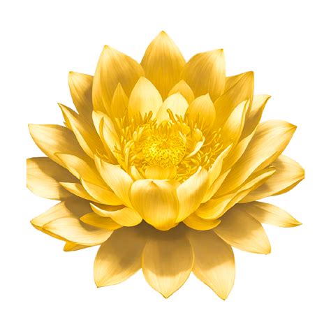 Golden Lotus Png Generative Ai 27925035 Png