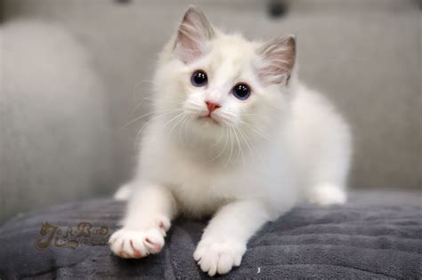 家寶寵物/藍雙色布偶貓 小白故事 幼犬貓買賣知識分享 合法寵物店 家寶寵物/藍雙色布偶貓 小白故事 幼犬貓買賣知識分享 合法寵物店