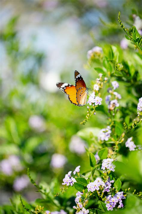 Download Beautiful Butterfly Garden Wallpaper Wallpapers Com