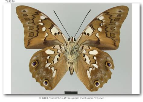 Prepona Pylene Eugenes Type Specimens