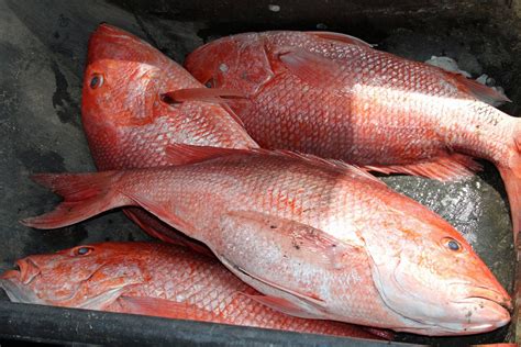 Fishing Red Snapper Fish Species