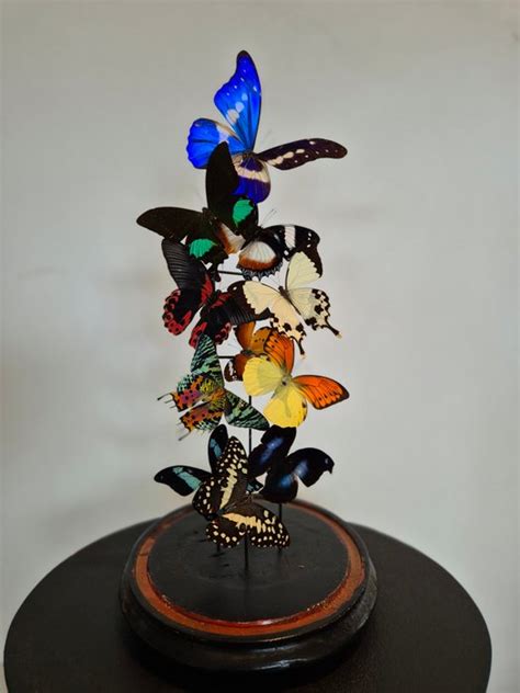 Butterfly Taxidermy Full Body Mount Mix Tropische Vlinders In Antieke Stolp 60 Cm 30 Cm