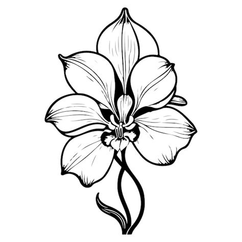 Premium Vector Outline Doodle Orchid Flower Leaf Illustration Sketch Draw