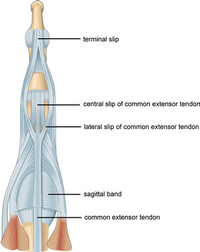 Diagnostic And Interventional Us Of The Wrist And Hand Quadrant Based
