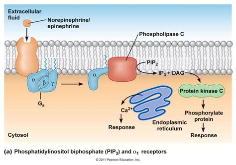 Extracellular Fluid