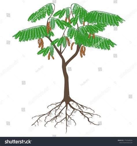Tamarind Tree Fruits Roots On White Stock Vector Royalty Free 1753548524 Shutterstock