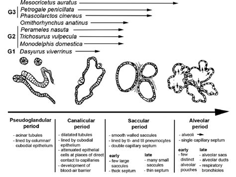 Summary Diagram Of Lung Development The Developmental Degree Of The Download Scientific