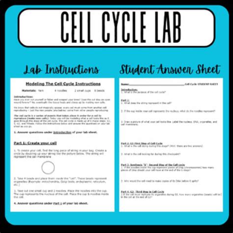 Cell Cycle String Lab Modeling And Analyzing The Steps Of The Cell Cycle