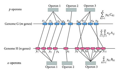 A Hypothetical Example Of Orthologous Genes Between Genome G And Genome