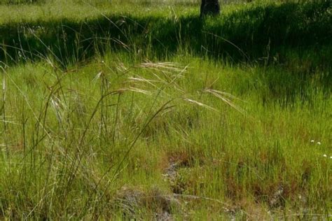 Purple Needlegrass Photos Page 1