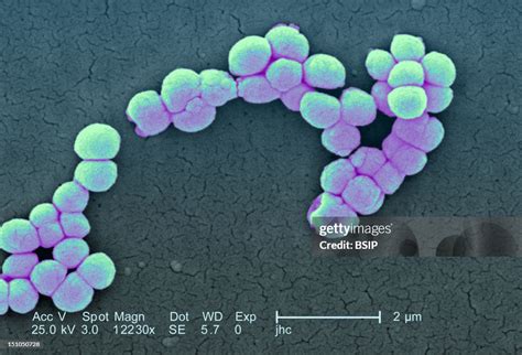 Micrococcus Luteus Scanning Electron Micrograph Colorized Sem X 12